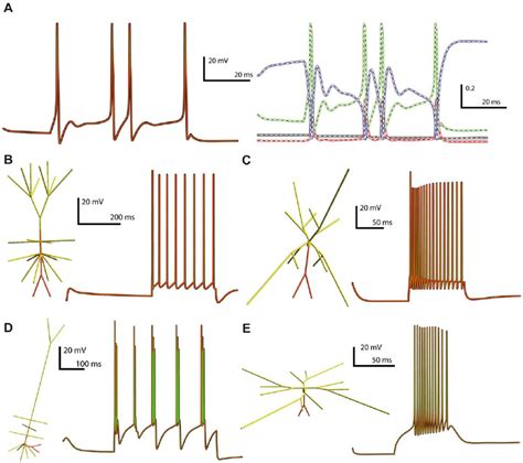 Comparison Of The Behavior Of Neuroml Based Cortical And Thalamic Cell