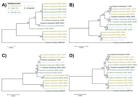 Maximum Likelihood Ml Trees Constructed Based On The Sequences Of