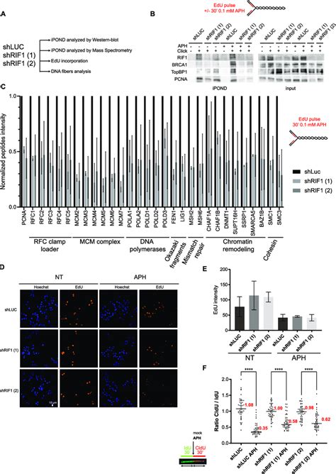 Rif1 Loss Reduces The Efficacy Of Protein Isolation On Nascent Dna A