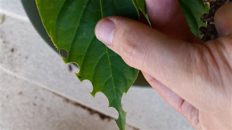 Pest Control Whats Eating My Pepper Leaves Gardening