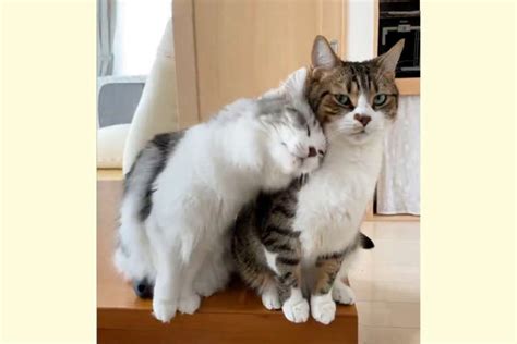 【thanks Pets特集】パパすきにゃん♡見ているだけで心が癒やされる親子ニャンコ Peco（ペコ）