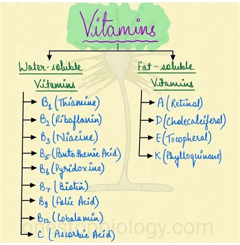Glycolysis Video Anatomy Definition And Function