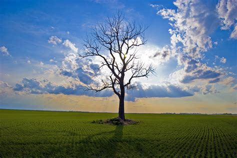 Naked Tree With Green Plants Around During Daytime HD Wallpaper