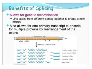 RNA Processing Post Transcriptional Modifications Splicing Capping Poly A Tail RNA Editing