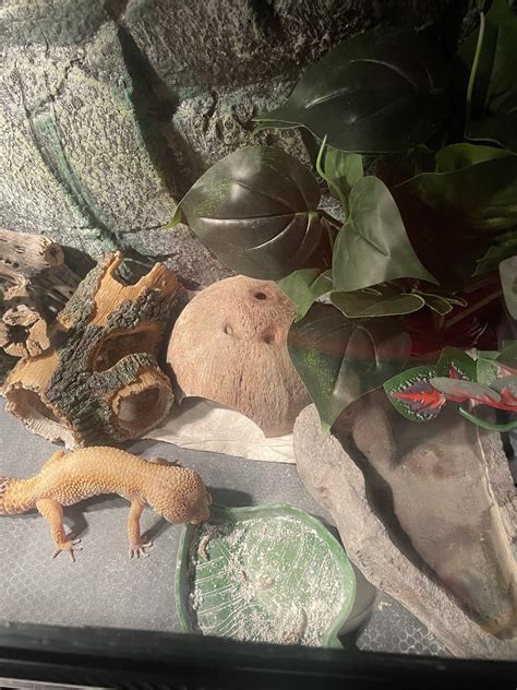 Lumpy Eatingquestions Rleopardgeckos