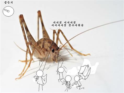 몬스터 헌터 라이즈 인벤 곱등이 토벌하러 가실분 팟 구해요 몬스터헌터 인벤 자유게시판