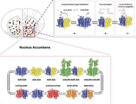 Schematic Representation Of Different Types Of Dopamine D2