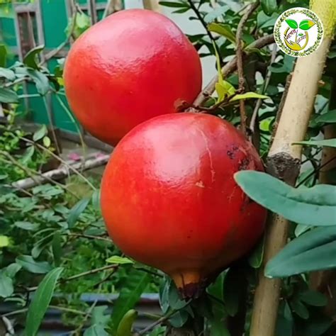 বারোমাসি আনার চারা বা Baromashi Anar Tree