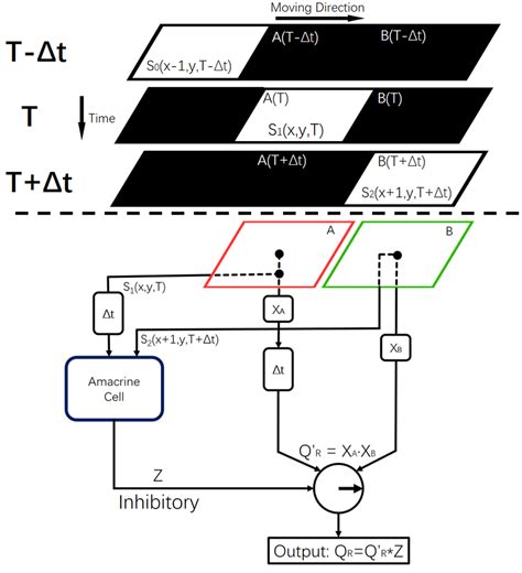 Structure Of The Motion Direction Detecting Model Combining The Hrc Download Scientific Diagram