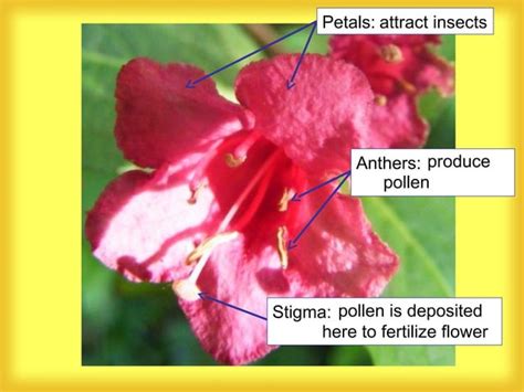Sexual Reproduction In Flowering Plantsppt
