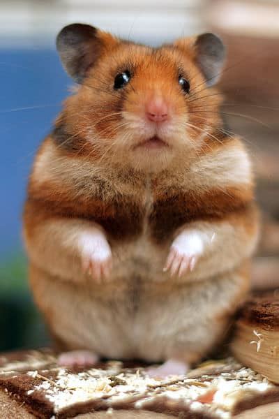 Picture 1 of 10 - Hamster (Mesocricetus Auratus) Pictures & Images ...