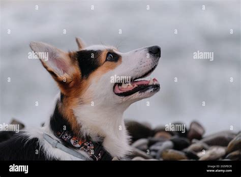 Le Plus Petit Berger Du Monde Grand Portrait Du Chiot Corgi Gallois Tricolor De Pembroke Sur
