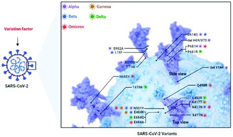 Sars Cov 2 Variants Currently Common Variants Include Alpha Beta Download Scientific Diagram