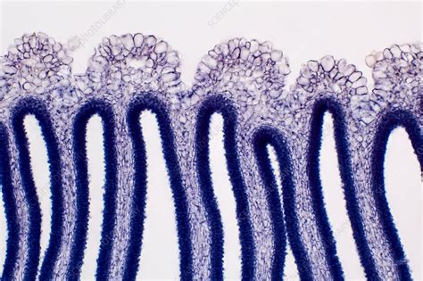Coprinus Basidium And Their