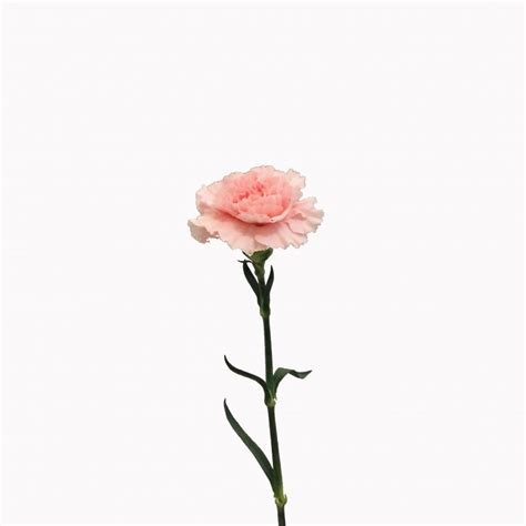 Pink Carnations In Bulk Metropolitan Wholesale Metropolitan Wholesale
