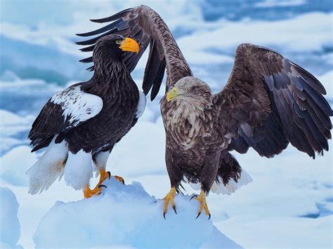 オオワシオジロワシの思い出 ムッシュの鳥歳時記