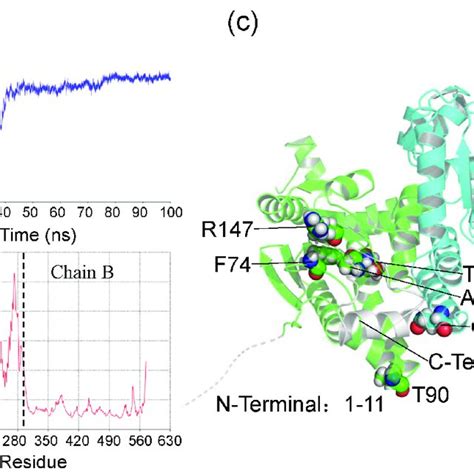 A Location Of Designed Mutations In Ech Dimer The Ech Dimer