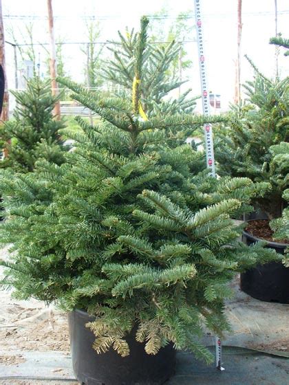Пихта Нобилис (Abies Nobilis),хвойные,пихта,деревья,купить,саженцы ...