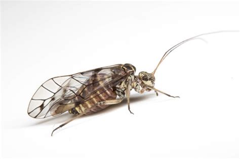 角嚙蟲屬 Psococerastis