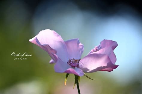 By Hatto Id Photohito