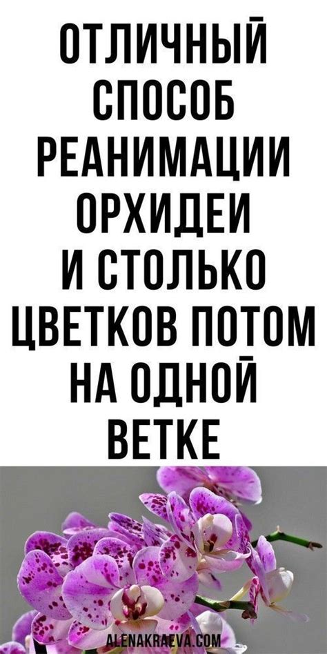 Простой совет как реанимировать орхидею если сгнили даже корни