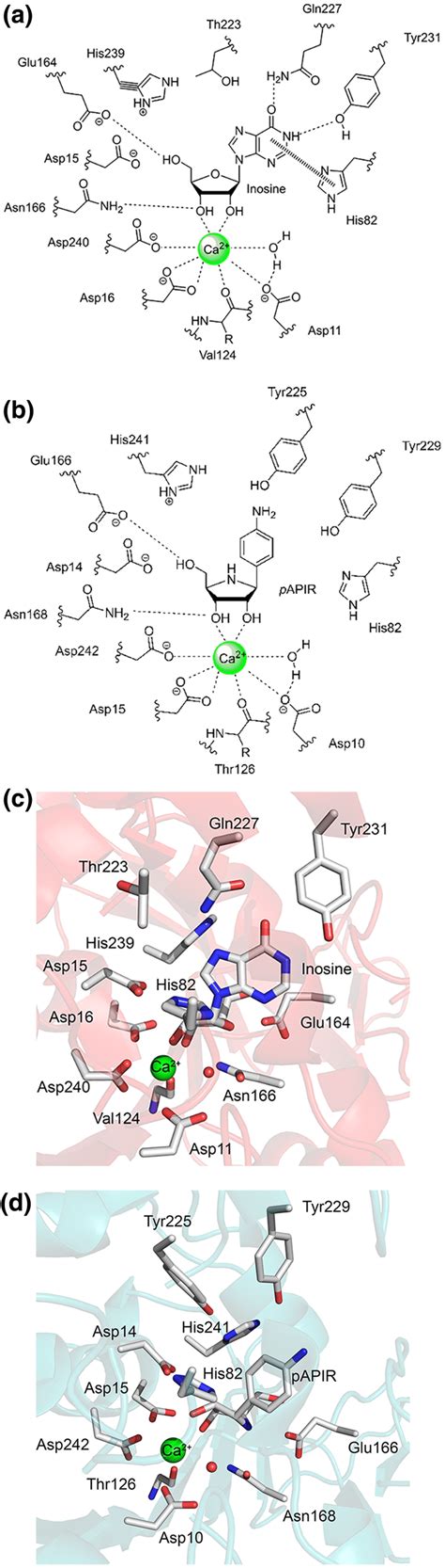 Line Diagrams And 3d Structures Of The Active Sites Of Cunh Bound To Download Scientific