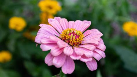 Tara Bartle On Linkedin Did You Know The Phrase April Showers Bring May Flowers Can Be Traced…