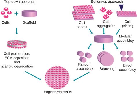 Figure 1 From Plant Based Cross Linkers For Tissue Engineering