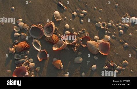 Washed Shells Stock Videos And Footage Hd And 4k Video Clips Alamy