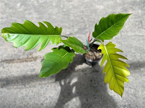 Philodendron Pluto Houseplant For Sale Greenboog