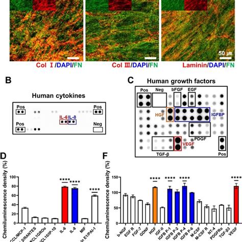 Characterization Of Ecm And Ccm Components A Immunofluorescence