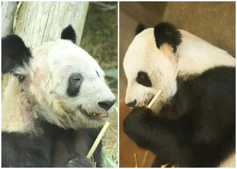 孟菲斯動物園大熊貓離世 樂樂終年24歲｜即時新聞｜國際｜oncc東網
