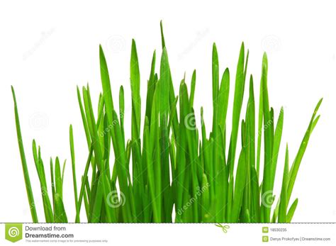 12 Wheatgrass Vector Free Images Prairie Grass Vector Wheatgrass