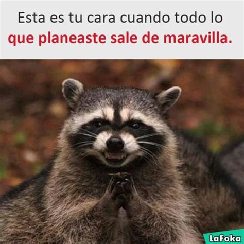 Jaja Cara De Mapache P •anime• Amino