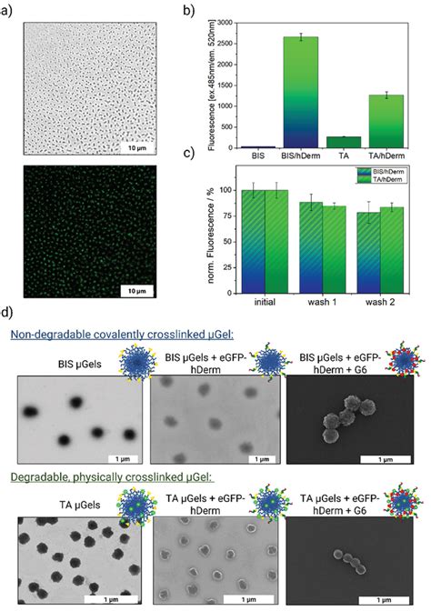 Characterization Of Microgel Anchor Peptide Conjugates And Microgel