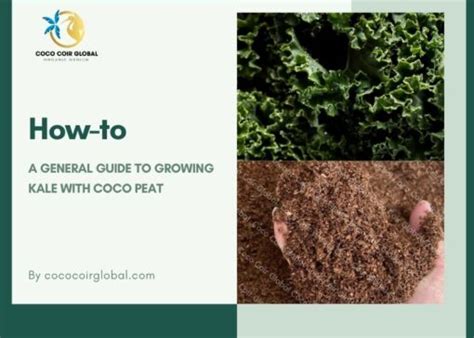 Coco Coir Vs Coco Peat Differences And Similarities