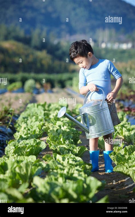 A Boy Watering Crops Stock Photo Alamy