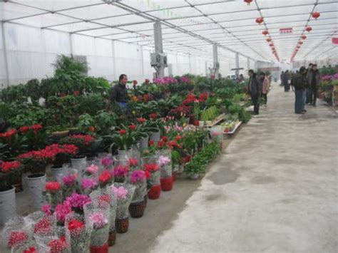 湖州花卉苗木批发市场 湖州花卉市场在哪里 湖州花木市场在哪里 大山谷图库