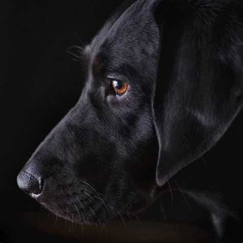 Perros Negros Por Qué Son Los Que Menos Se Adoptan El Blog De Uma