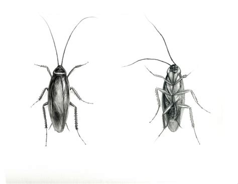 Cockroach Scientific Drawing