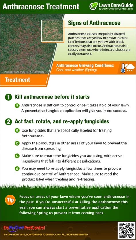 How To Get Rid Of Anthracnose Lawn Disease Anthracnose Treatment Guide