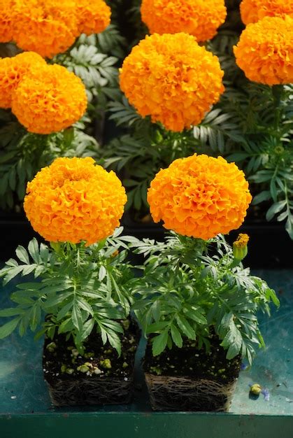 금잔화 오렌지색 Tagetes Erecta 멕시코 금잔화 아즈텍 금잔화 아프리카 금잔화 뿌리가있는 금잔화 화분 식물