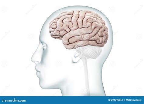 Cerebral Cortex Or Hemisphere Profile View With Body Accurate 3d
