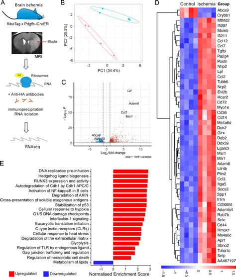 Transcriptomics And Translatomics Identify A Robust Inflammatory Gene