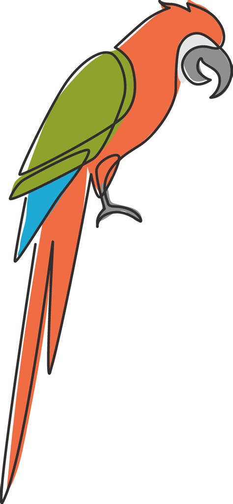 Parrot Bird Drawing