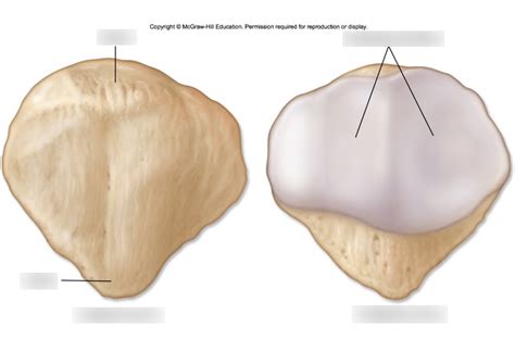 Patella Diagram Quizlet