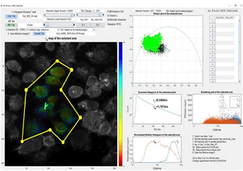 Newly Developed Platform For Flim Analysis Showing Highlighted Lifetime