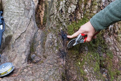 Understanding Tree Preservation Orders In Sydney What Property Owners