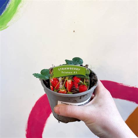 Strawberry Fragaria X Ananassa Tristan British Grown Sprouts Of