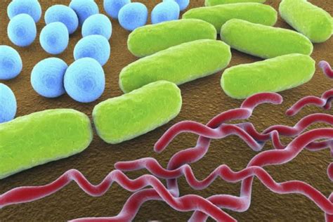 Cuidado Estos Son Los Tipos De Bacterias M S Comunes Que Pueden The